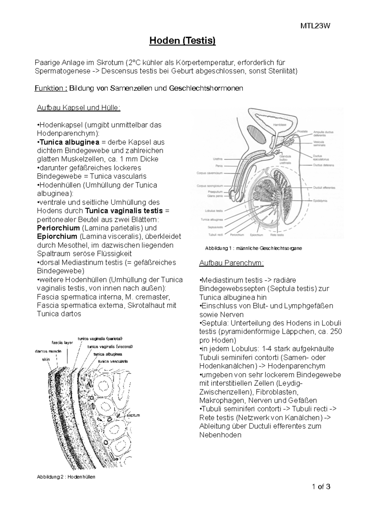 Handout Hoden (Testis) - MTL23W Hoden (Testis) Paarige Anlage im ...