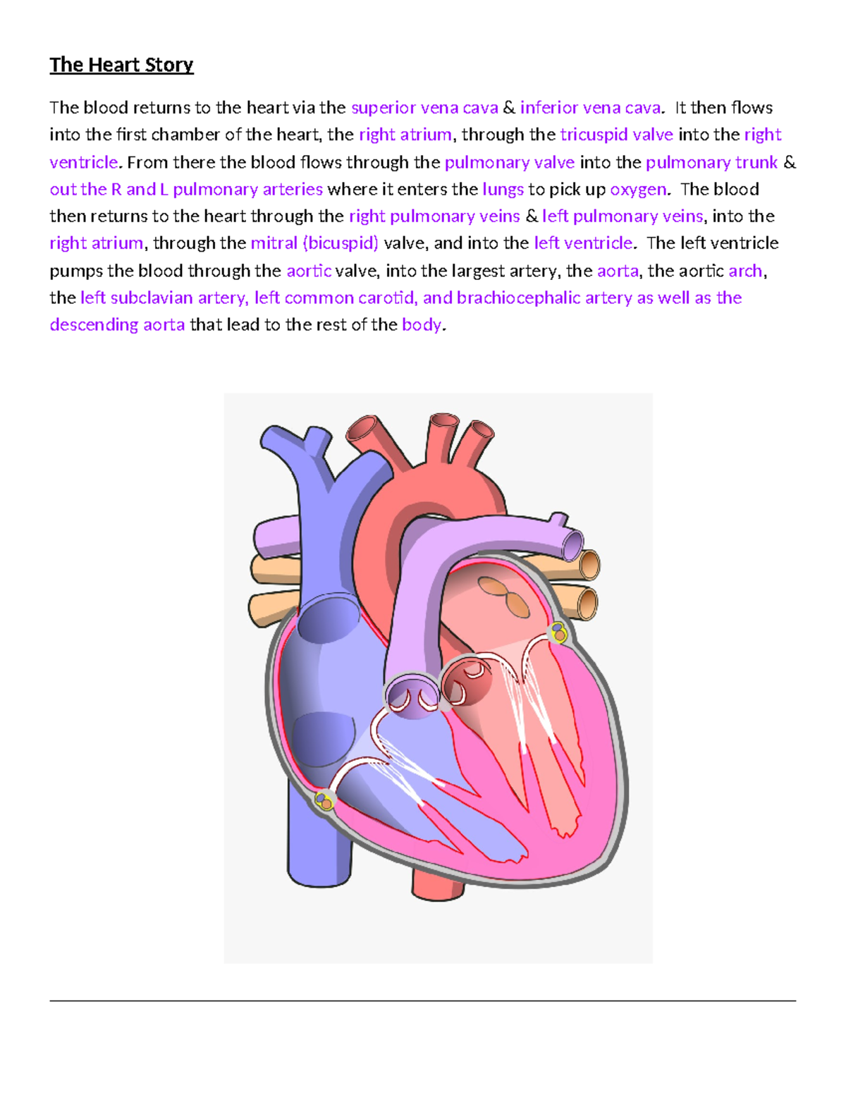 The Heart Story - The Heart Story The blood returns to the heart via ...