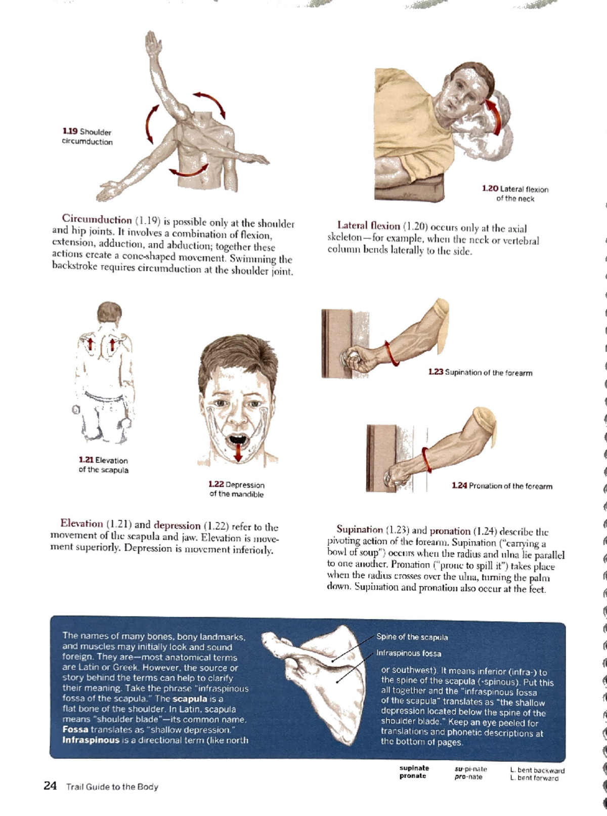 Navigating the body - Massage 101 - Studocu