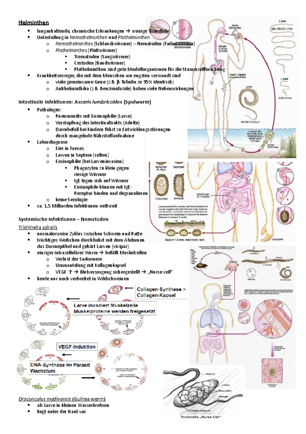 Zusammenfassung Lecture: 7 - Helminthen - Helminthen langanhaltende ...
