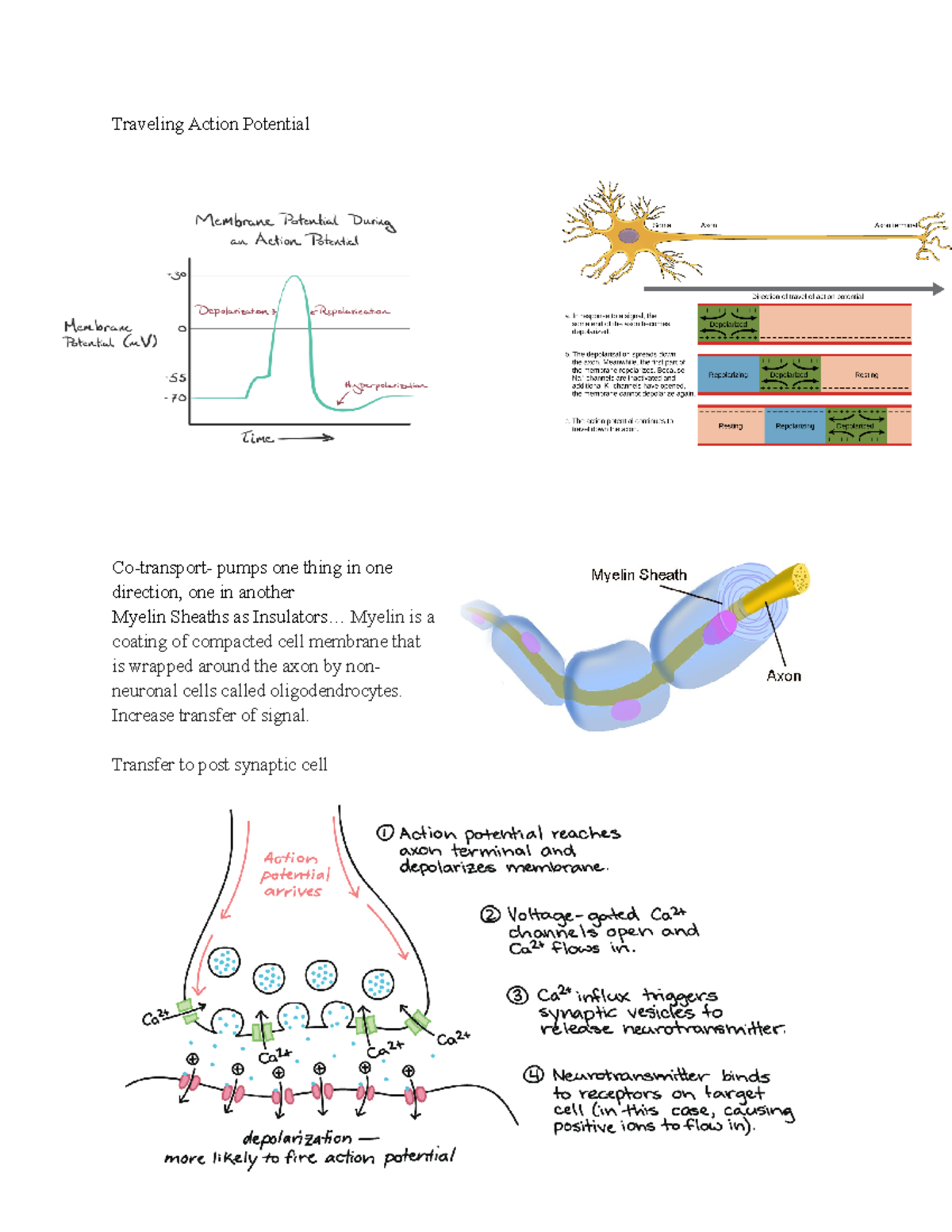 Ch 48 - lecture - Traveling Action Potential Co-transport- pumps one ...