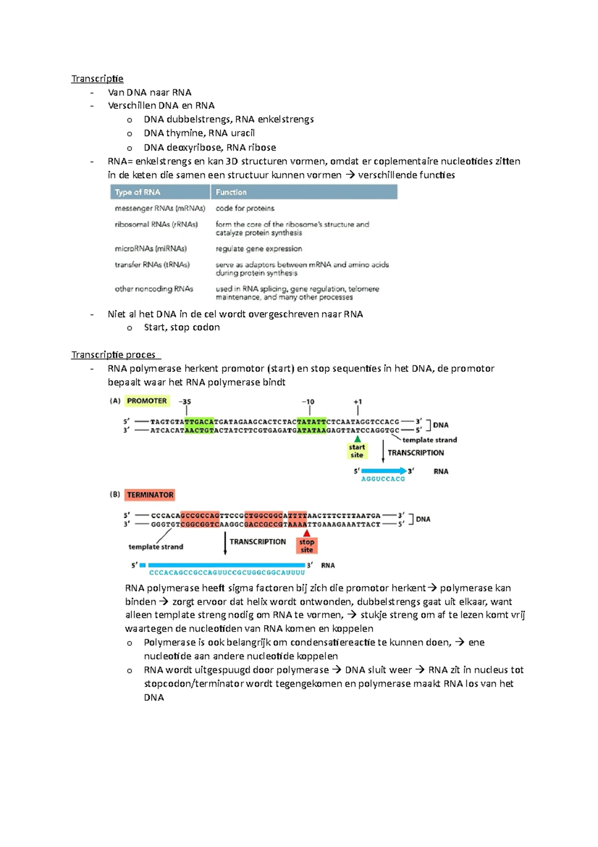 GZC uitleg transcriptie - Transcriptie - Van DNA naar RNA - Verschillen ...