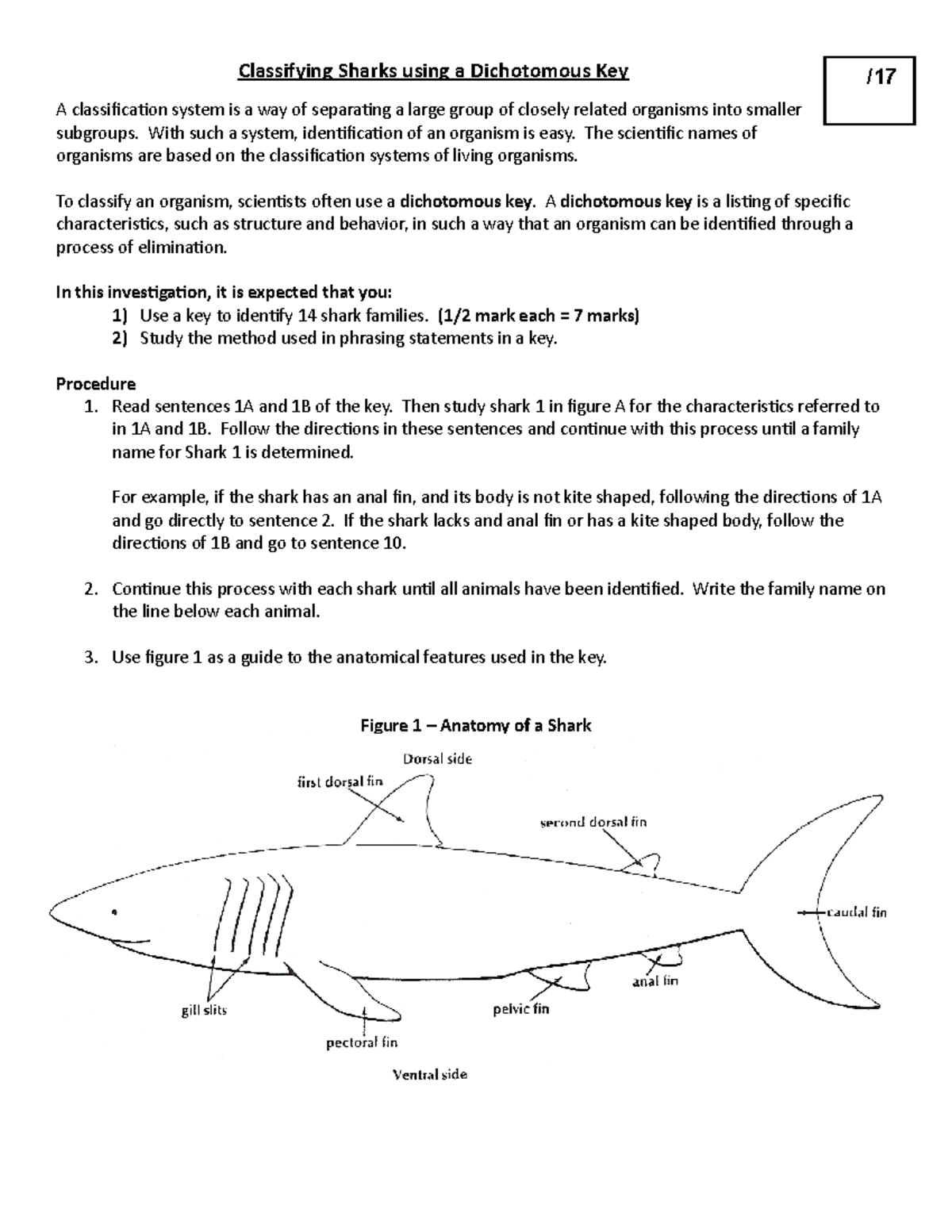 Shark Dichotomous Key - Here if your teacher forget to provide ...