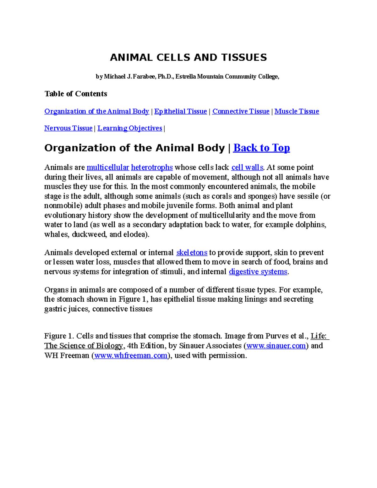 Chapter 5 Animal+ Cells+AND+ Tissues - ANIMAL CELLS AND TISSUES by ...