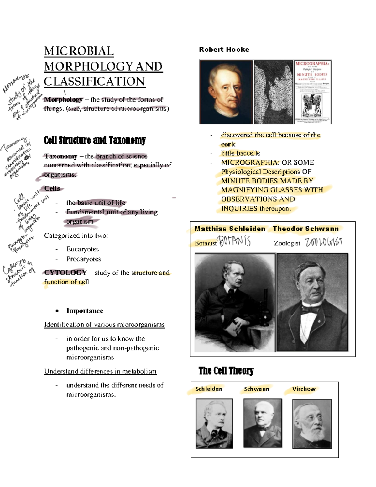 Micro-PARA-3 - babanan - MICROBIAL MORPHOLOGY AND CLASSIFICATION ...
