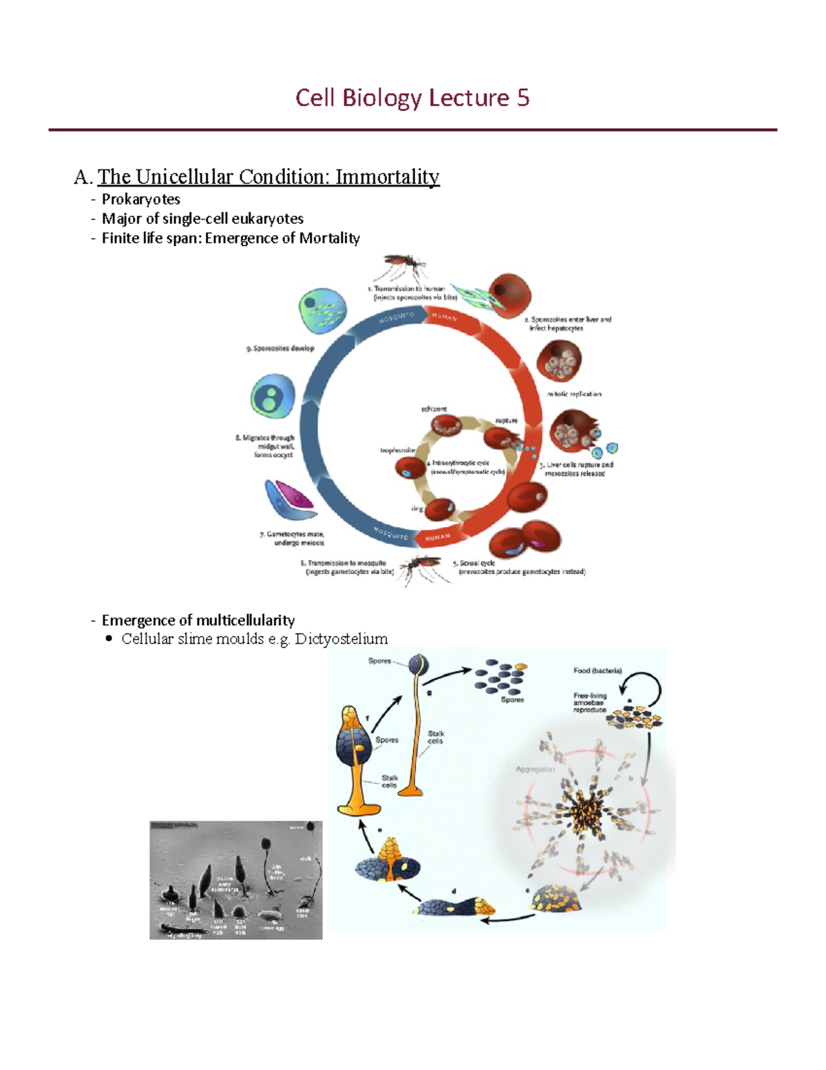 Cell Biology lo - Lecture notes 5 - Cell Biology Lecture 5 A. The ...