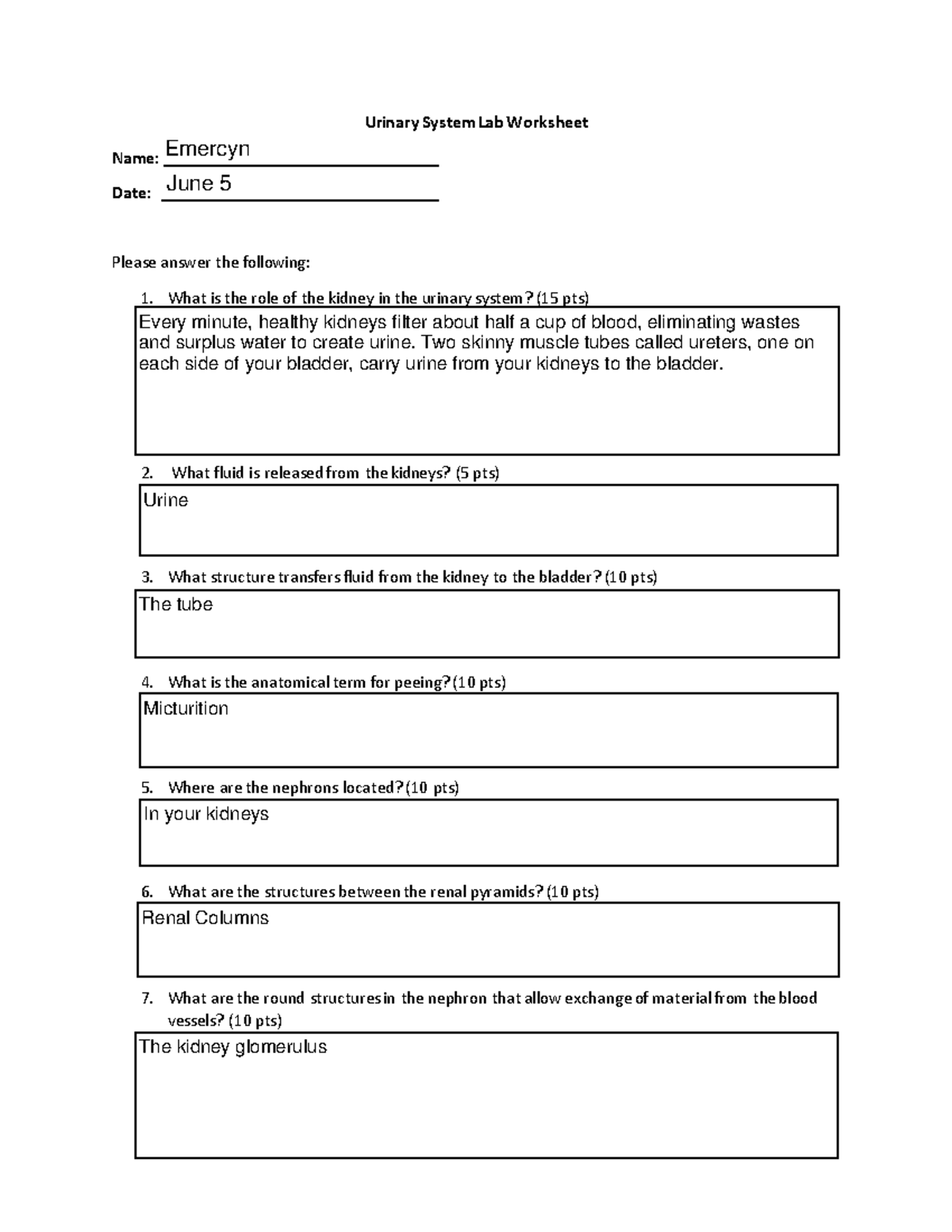 Urinary System Worksheet Esl Worksheet By Mcar07