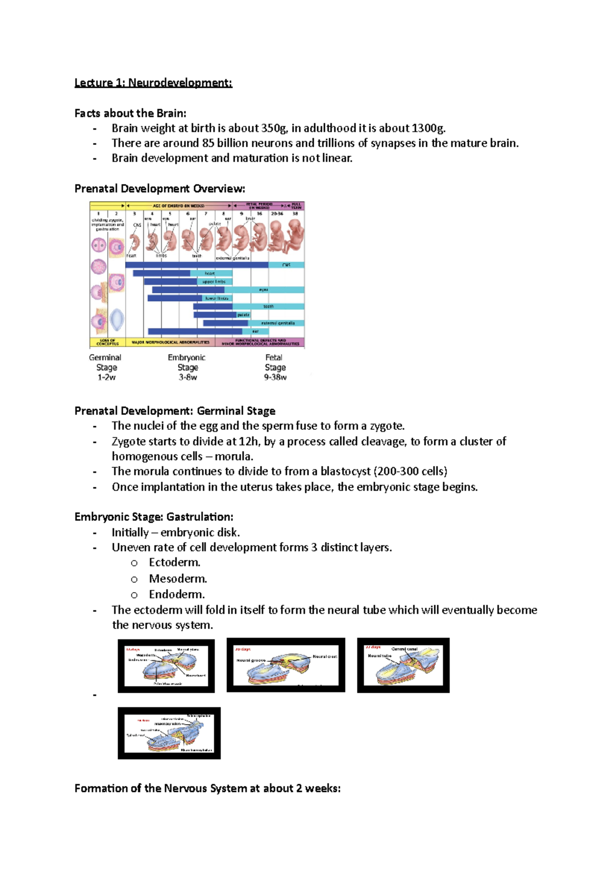 Lecture 1- Neurodevelopment - Lecture 1: Neurodevelopment: Facts about ...
