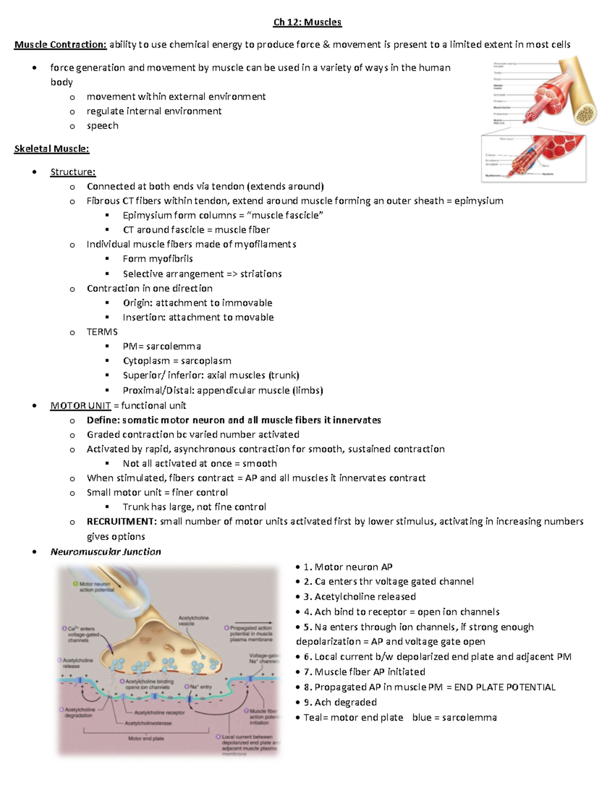 Physiology Exam 3 notes - Ch 12: Muscles Muscle Contraction: ability to ...
