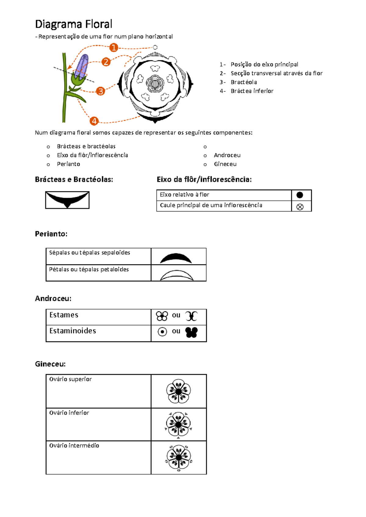 Resumo Sobre Diagrama e fórmula floral - Diagrama Floral Representação ...