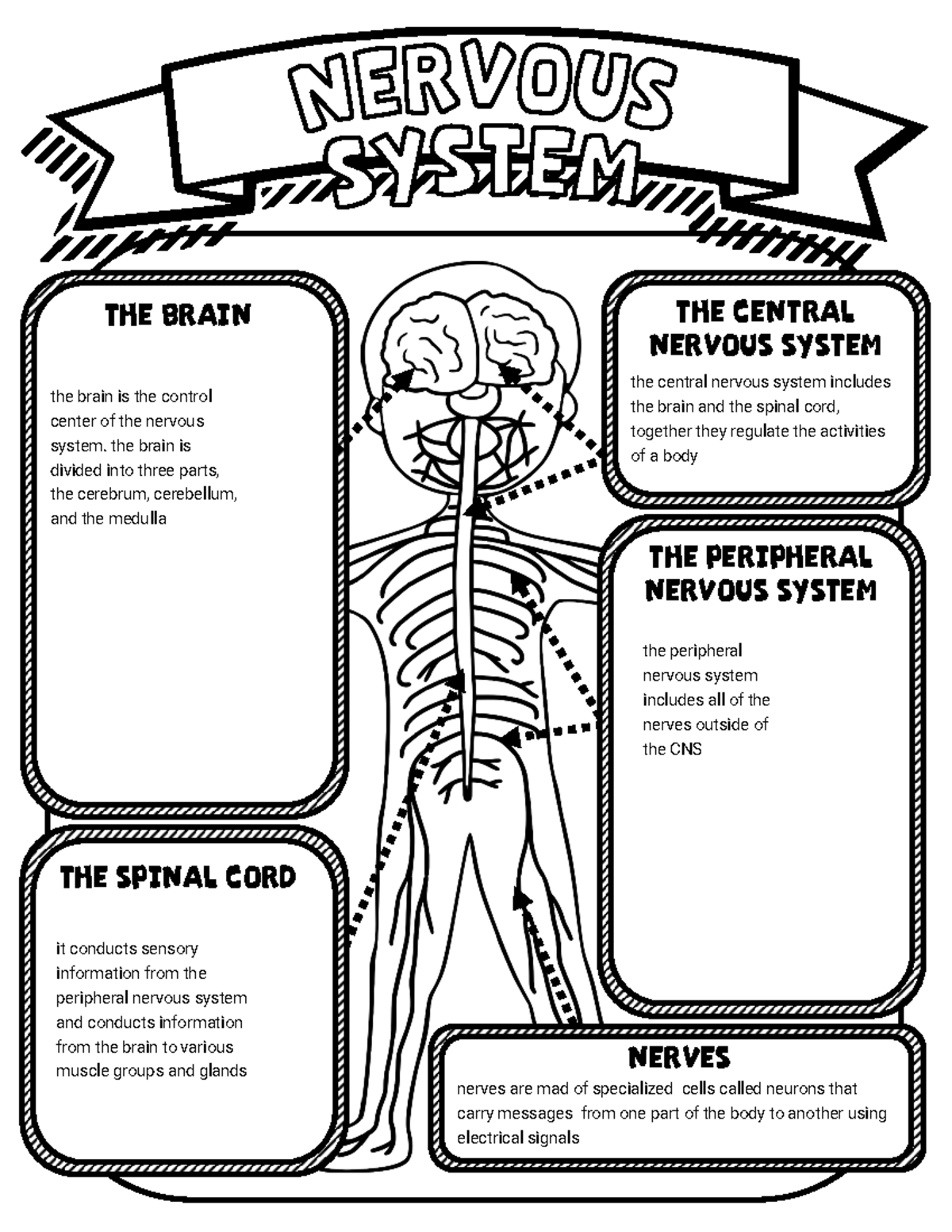 Kami Export - Mya Curcio - nervous system doodle notes Student 2022-23 ...