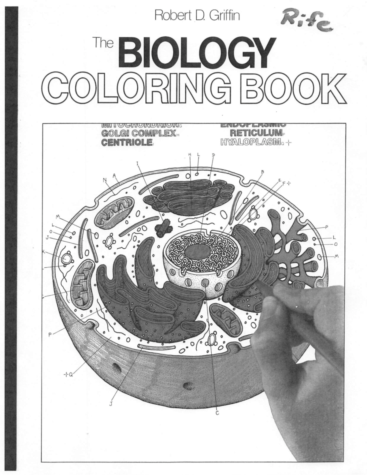 Plant+cell coloring - BIO 140 - Studocu