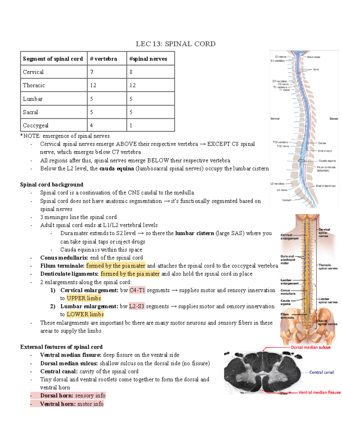 Midterm 2 notes - LEC 13: SPINAL CORD Segment of spinal cord # vertebra ...