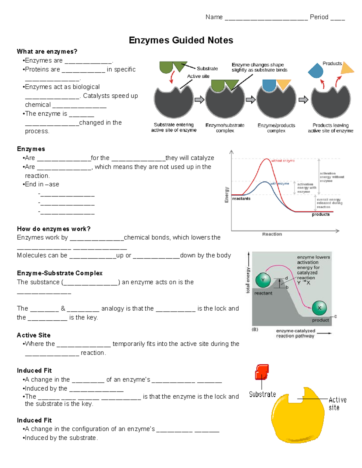 Enzymes guided notes - Enzyme worksheet - Name ...