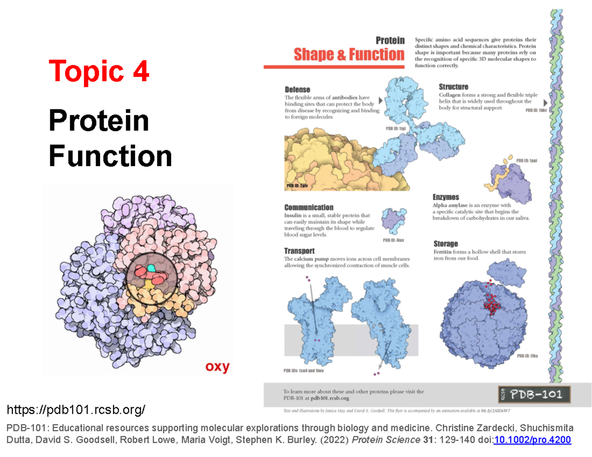 Topic 4 - Protein Function - Protein Function Topic 4 PDB-101 ...