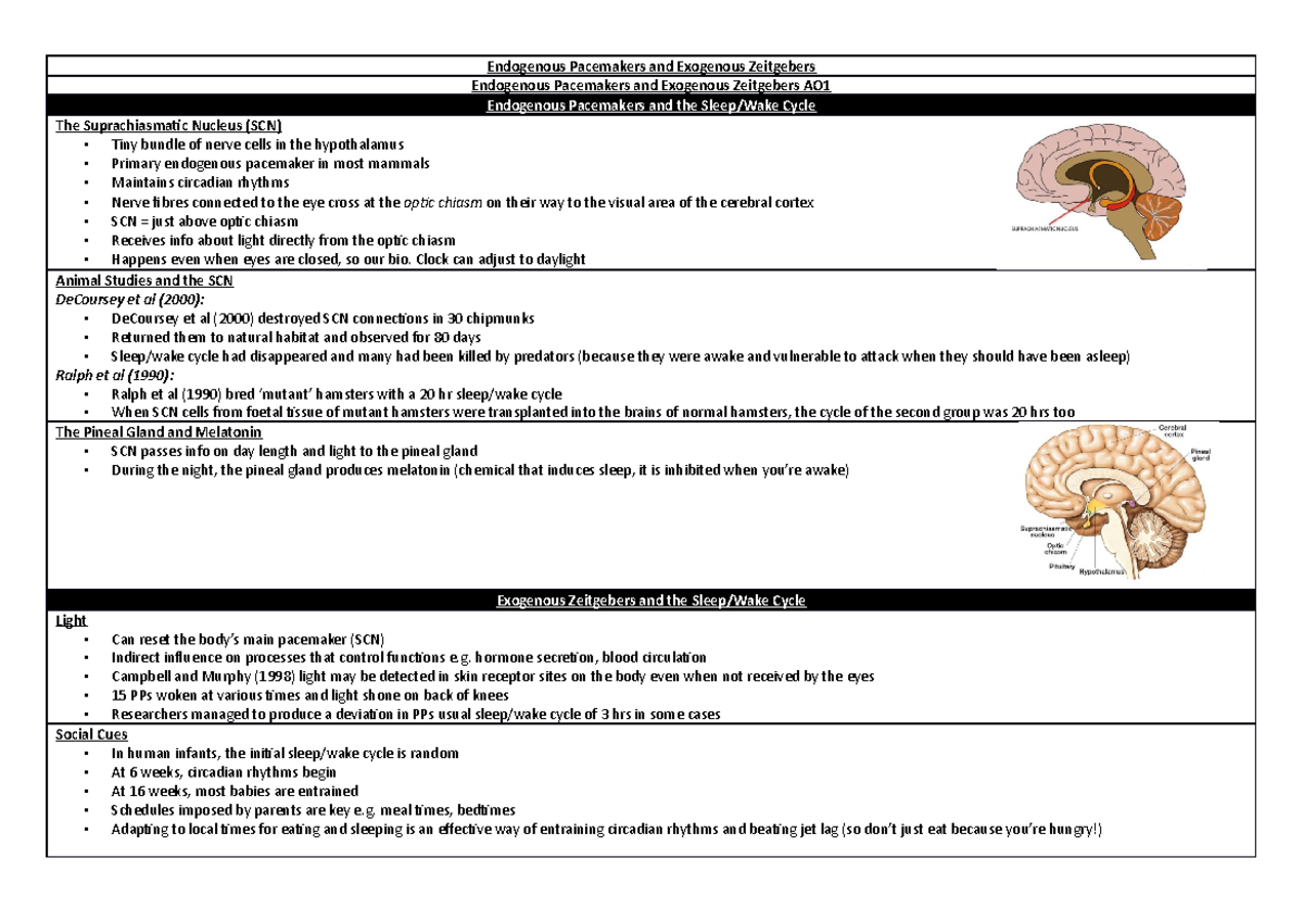 Endogenous Pacemakers and Exogenous Zeitgebers AO1 and AO3 - Endogenous ...