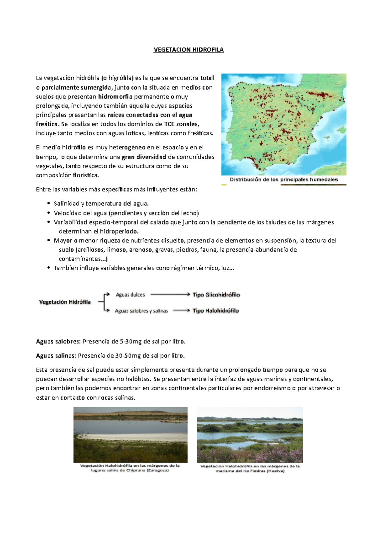 Vegetacion Hidrofila - Flora y vegetación iberica - VEGETACION ...