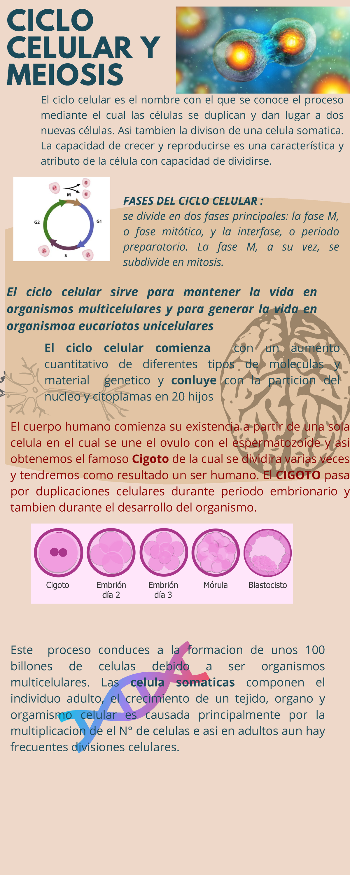 Ciclo Celular Y Meiosis - Este proceso conduces a la formacion de unos ...