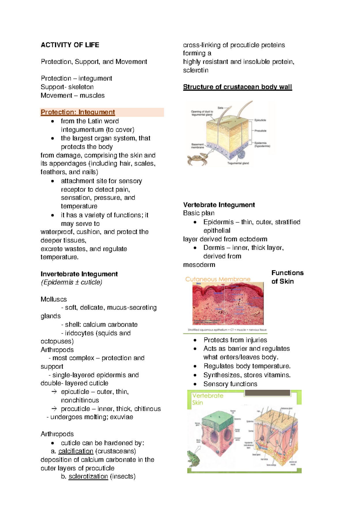 BIO 101- Zoology Finals - ACTIVITY OF LIFE Protection, Support, and ...