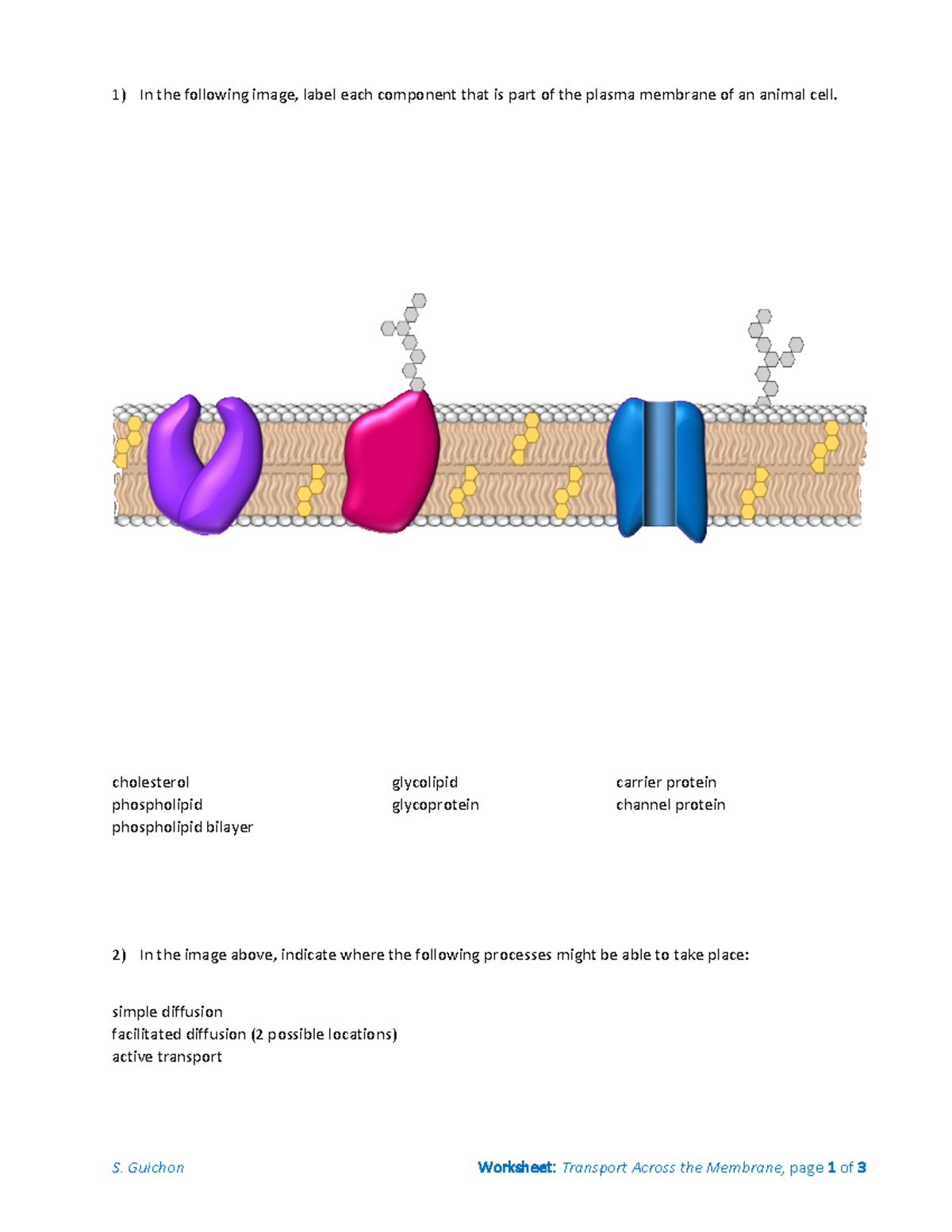 Transport Across the Membrane - Worksheet - S. Guichon Worksheet ...