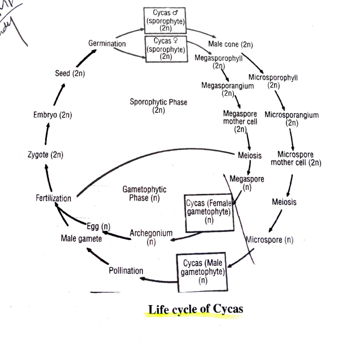 Life Cycle Of Cycas And Pinus Cycas O sporophyte 2n Cycas