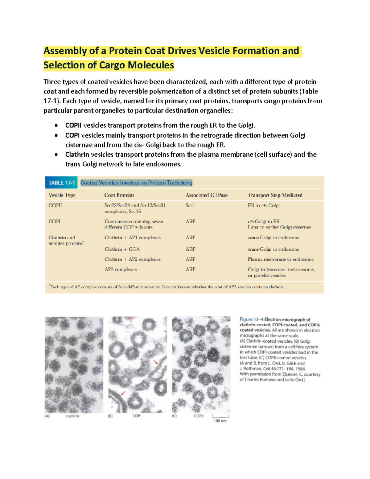 Assembly of a Protein Coat Drives Vesicle Formation and Selection of ...