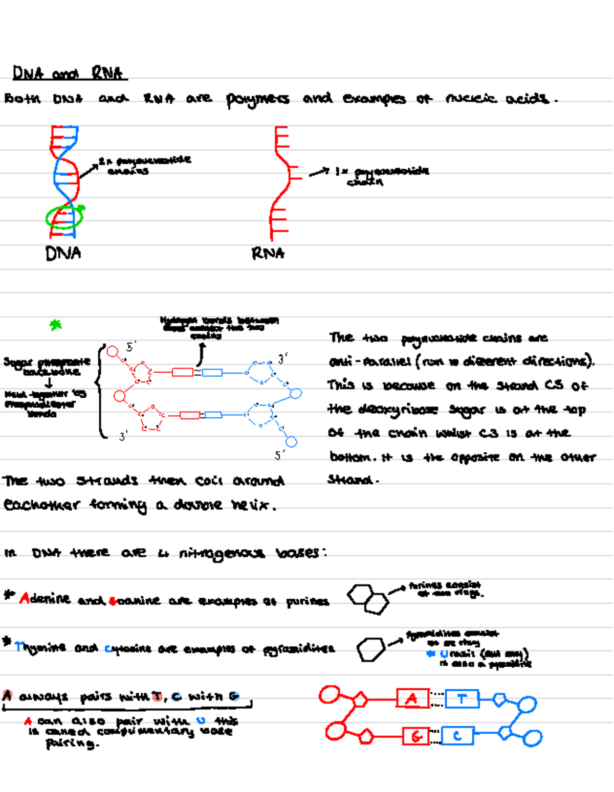 DNA And RNA - Studocu