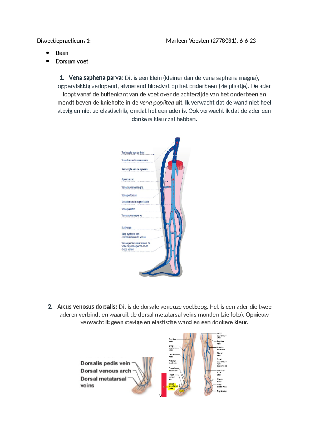 Anatomie practicum 1 - Dissectiepracticum 1: Marleen Voesten (2778081 ...