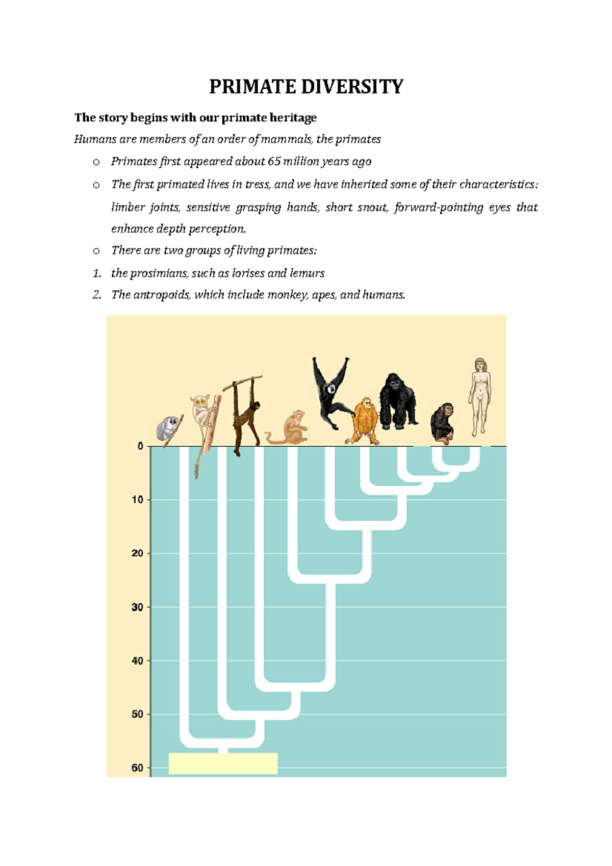 Primate Diversity - Biological Anthropology - PRIMATE DIVERSITY The ...