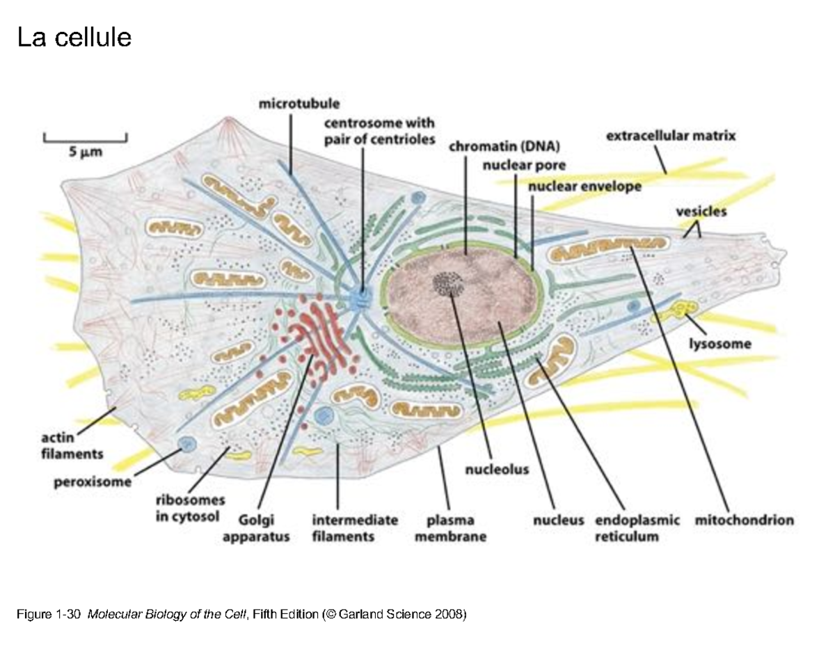 BCL1004 Cours 2 - organisation de la cellule et description du systeme endomembrannaire - La ...