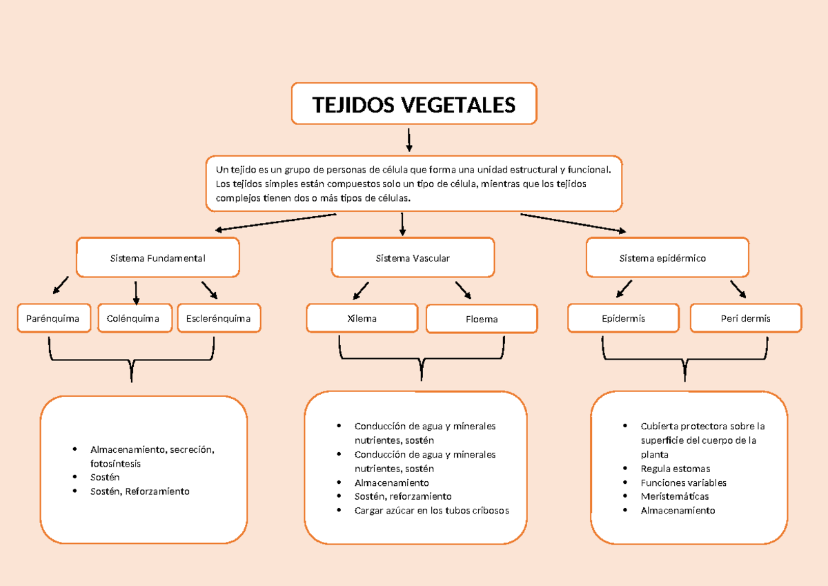 Mapa conceptual de los Tejidos Vegetales 2 - TEJIDOS VEGETALES Un tejido es un grupo de personas ...
