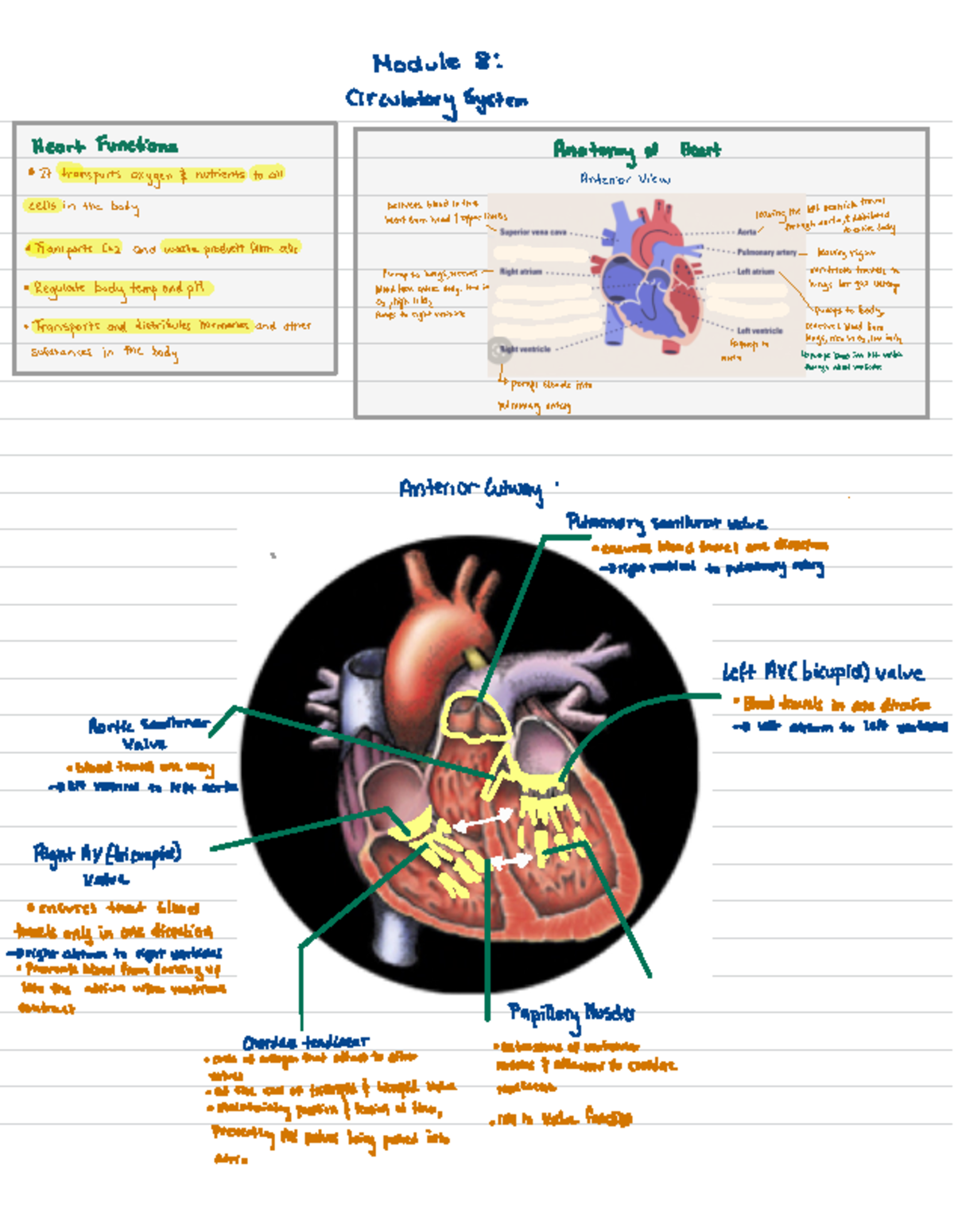 Physiology 8 - Module 8: Circulatory System Heart Functions · Anatomy ...
