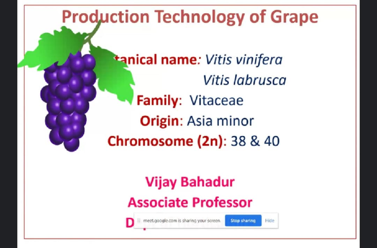 Production Technology Of Grapes - Production technology for fruits and ...