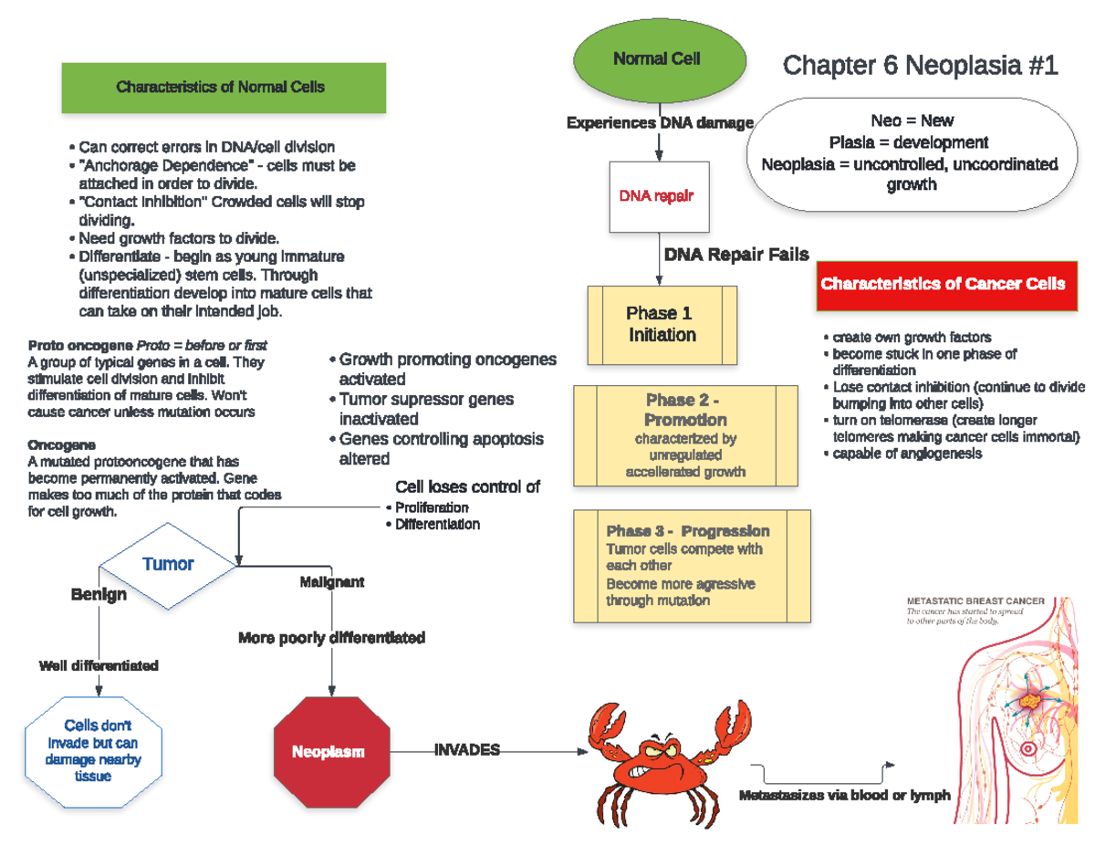 Concept Map Ch 6 Neoplasia #1 - Characteristics of Normal Cells Normal ...