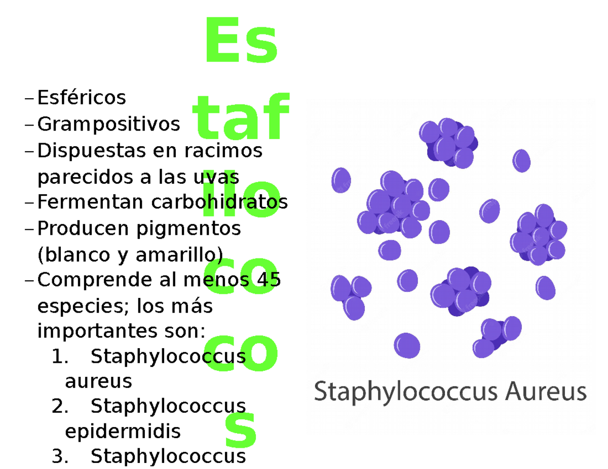 Estafilococos - material para bacteriologia - Es taf ilo co co s ...