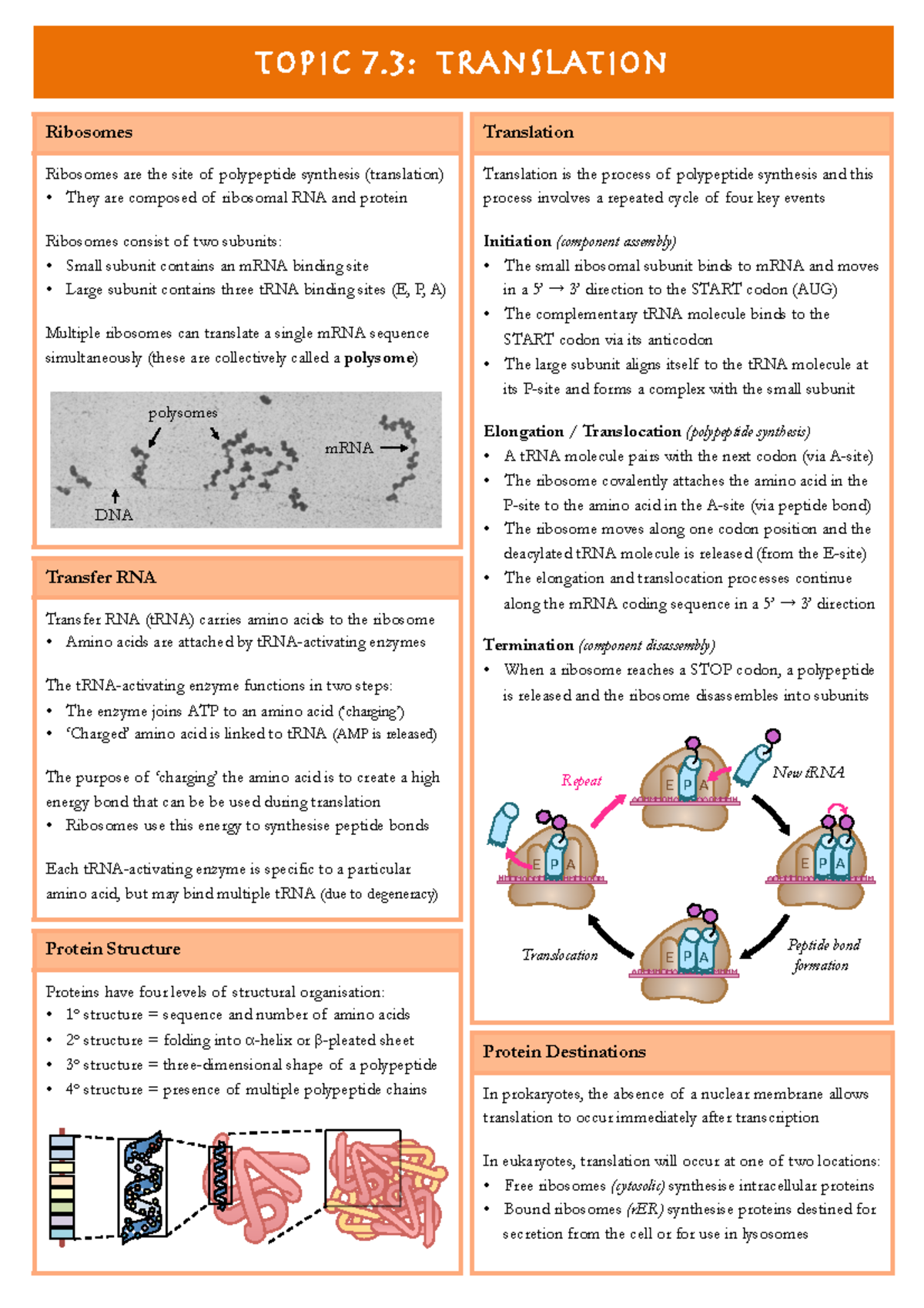 7.3 Translation - Notes - Topic 7: TRAnSLATIOn Ribosomes Ribosomes are ...