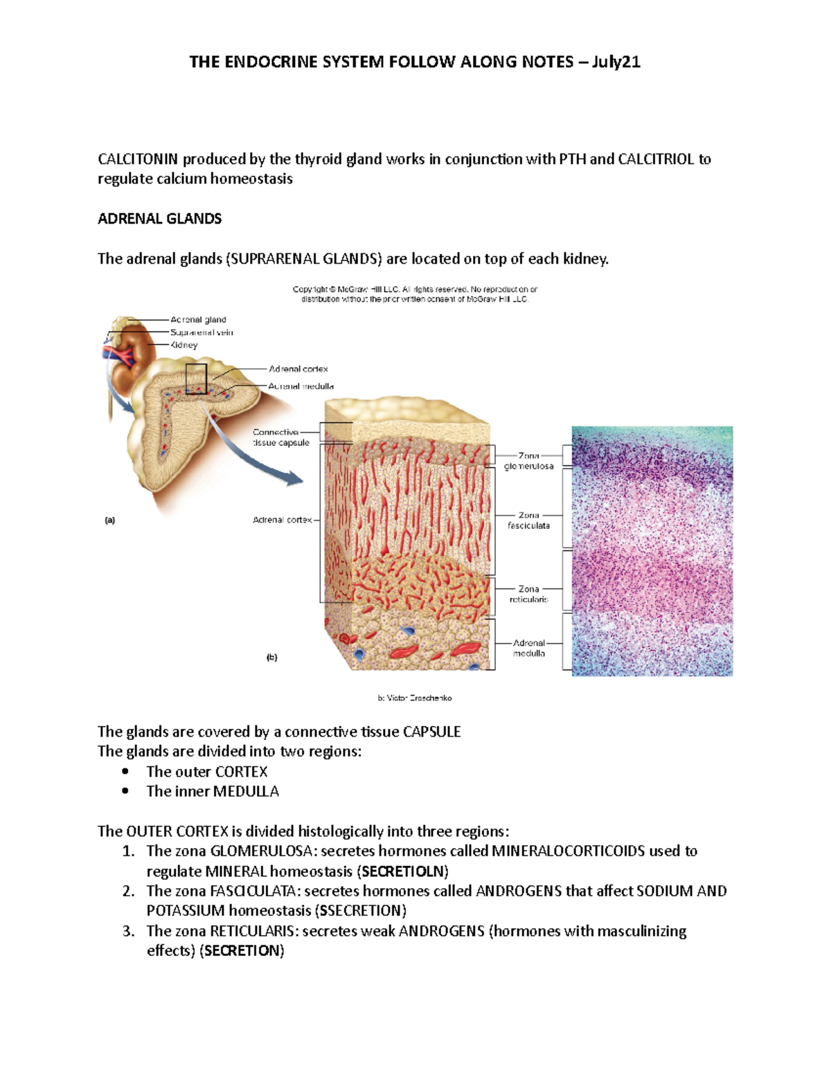 WK 7 Outline - CALCITONIN produced by the thyroid gland works in ...