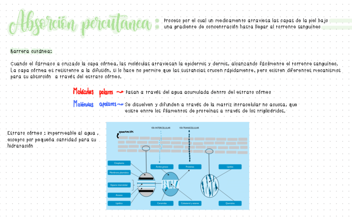 Absorción percutánea - Abs ción p cutanea Proceso por el cual un ...