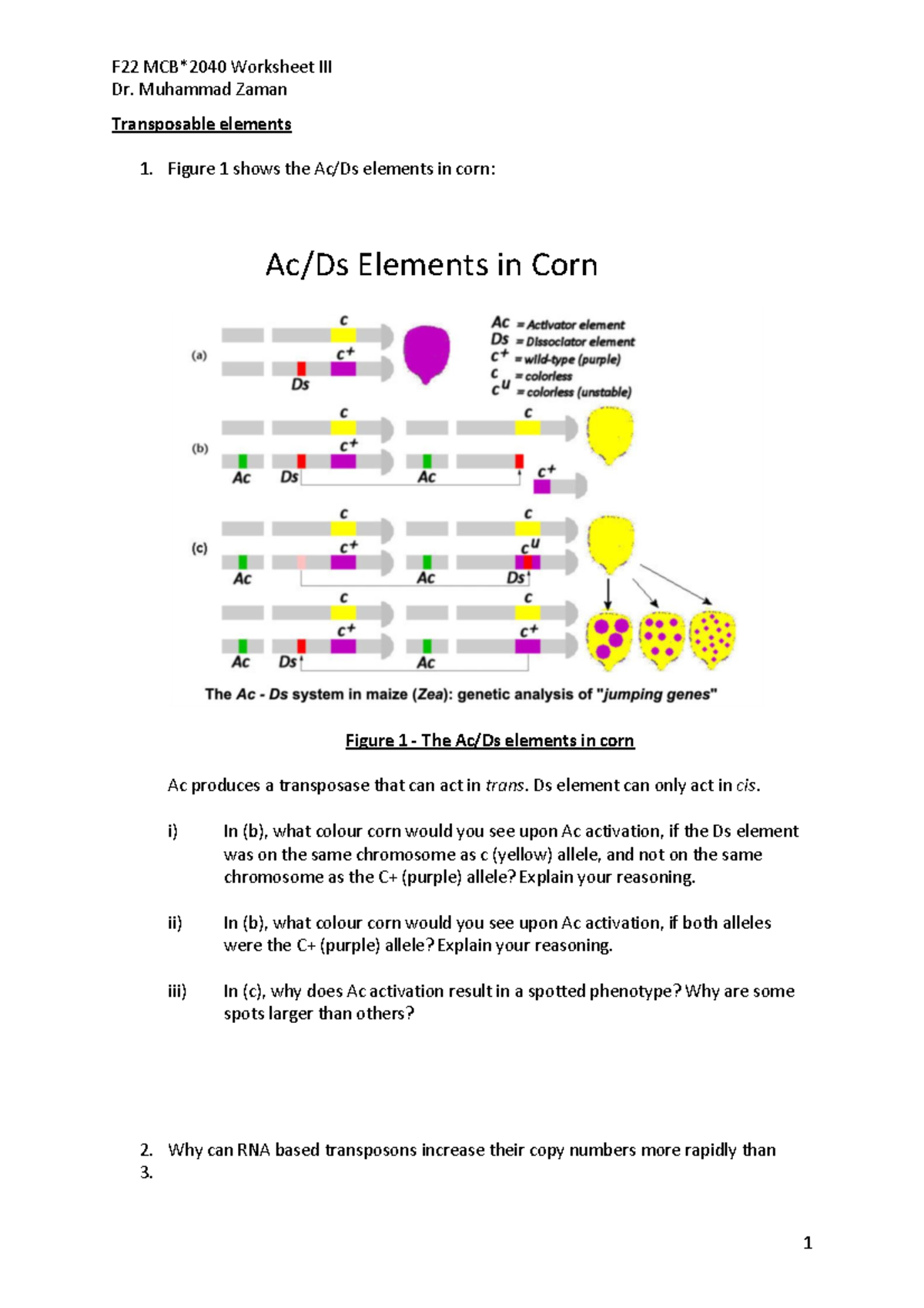 F22 MBG 2040 Worksheet 3 - F22 MCB*2040 Worksheet III Dr. Muhammad ...