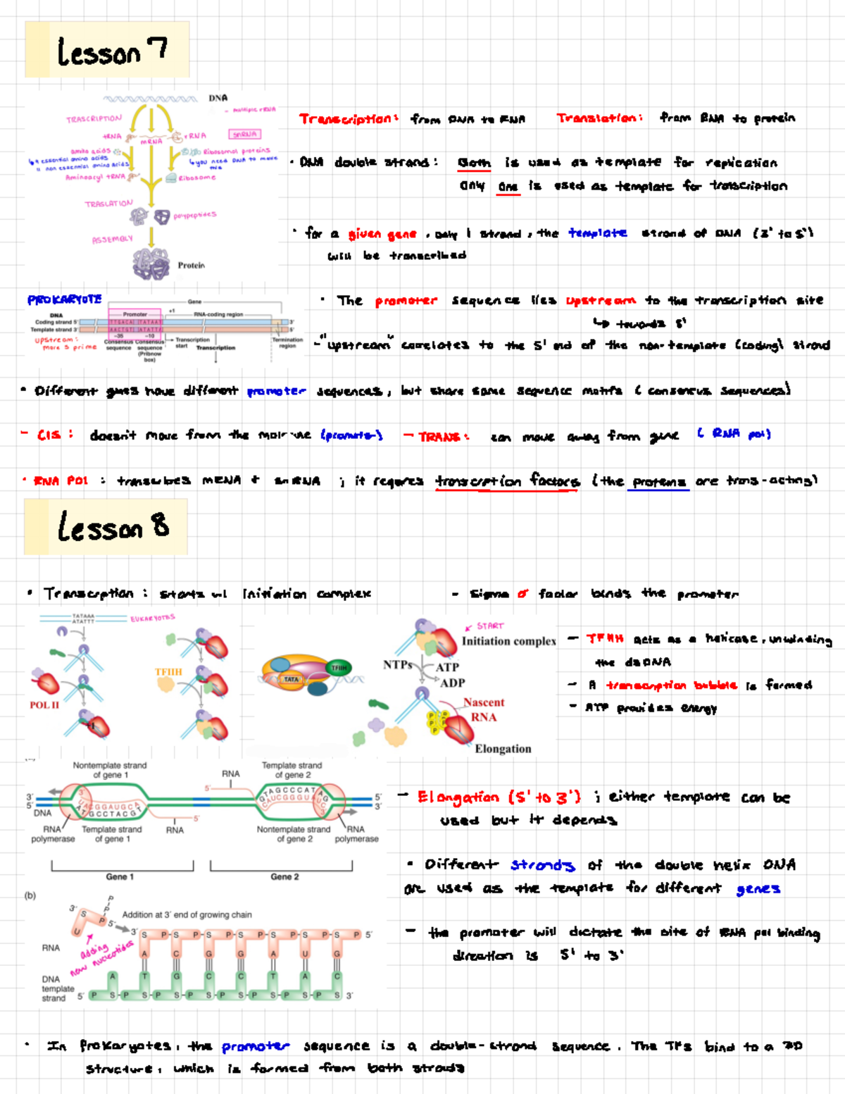 Bio Lesson 7-11 - Lecture summaries of Dr. Shemer's Bio 220 course ...