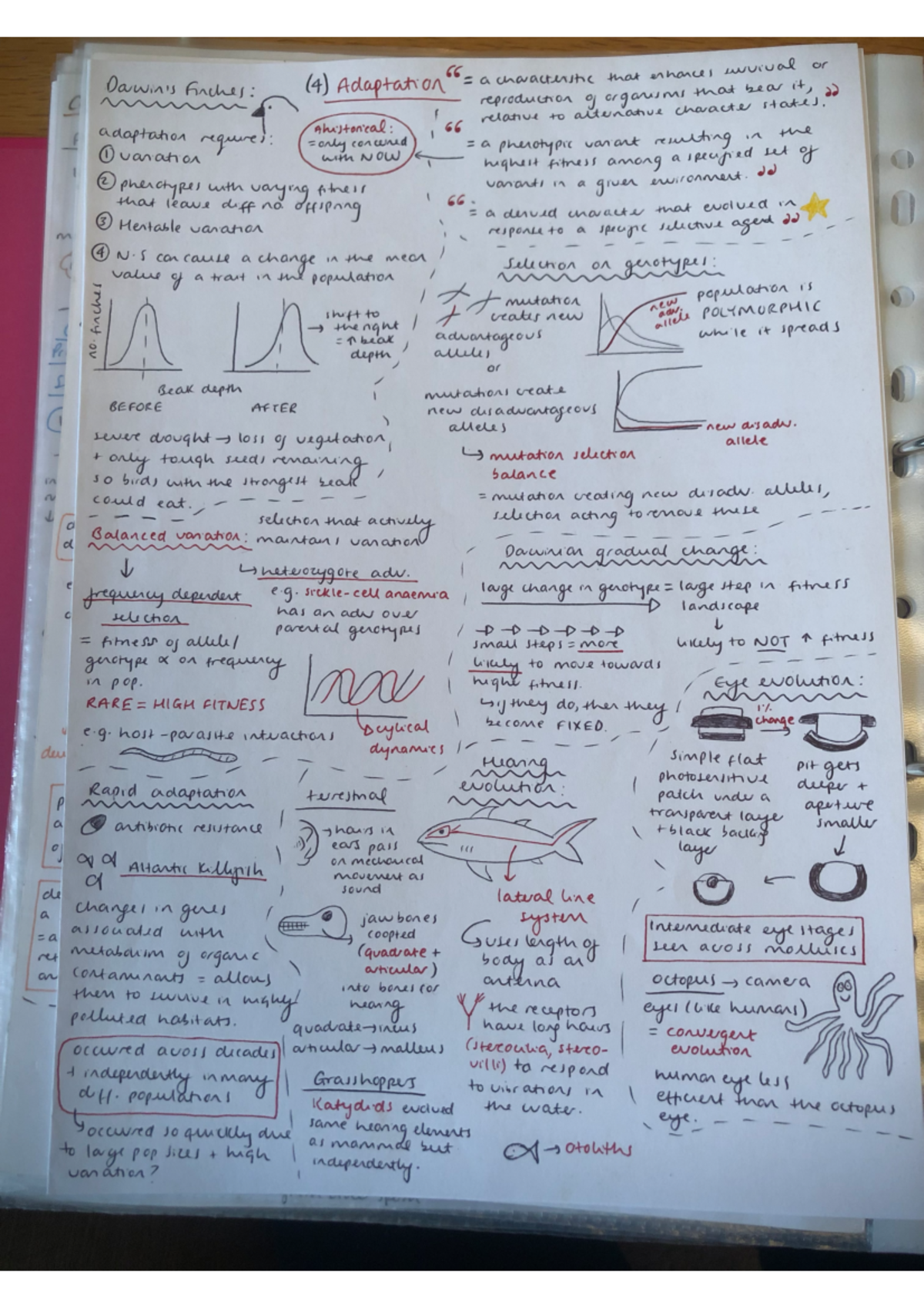 BLGY2223 Lecture 4 Notes Adaptation part 1 - BLGY2223 - Studocu