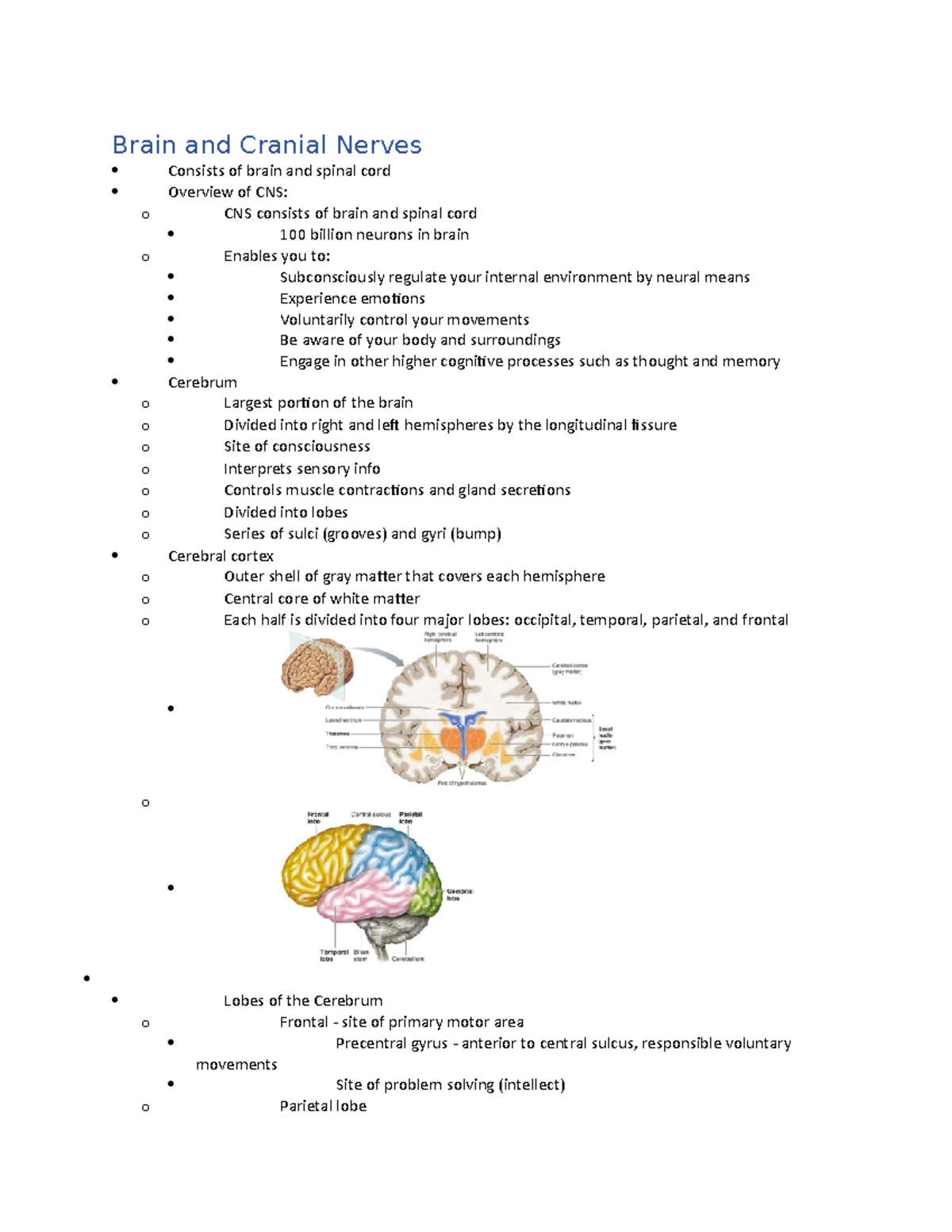 Brain and Cranial Nerves - Motor homunculus Sensory homunculus o ...