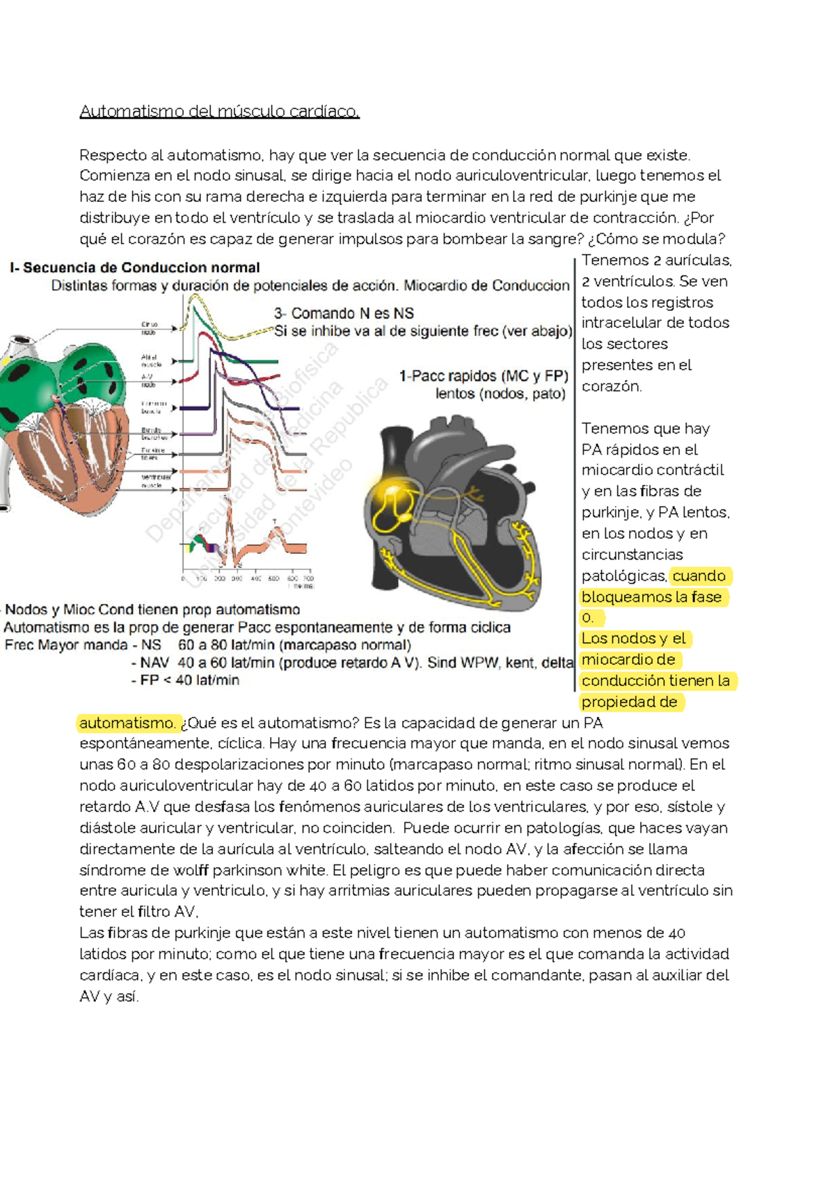 Teórico 2. Músculo cardíaco - Automatismo del músculo cardíaco ...