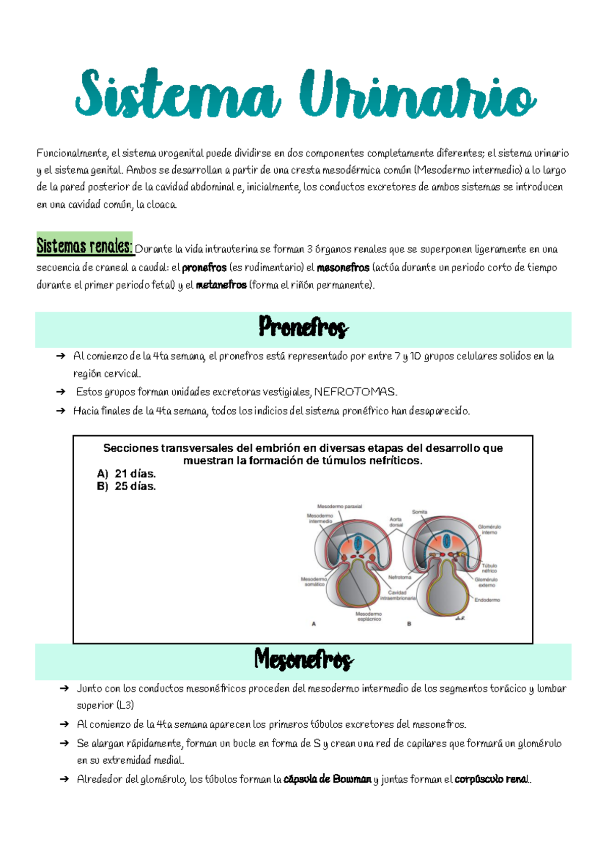 Sistema Urogenital - Funcionalmente, el sistema urogenital puede ...