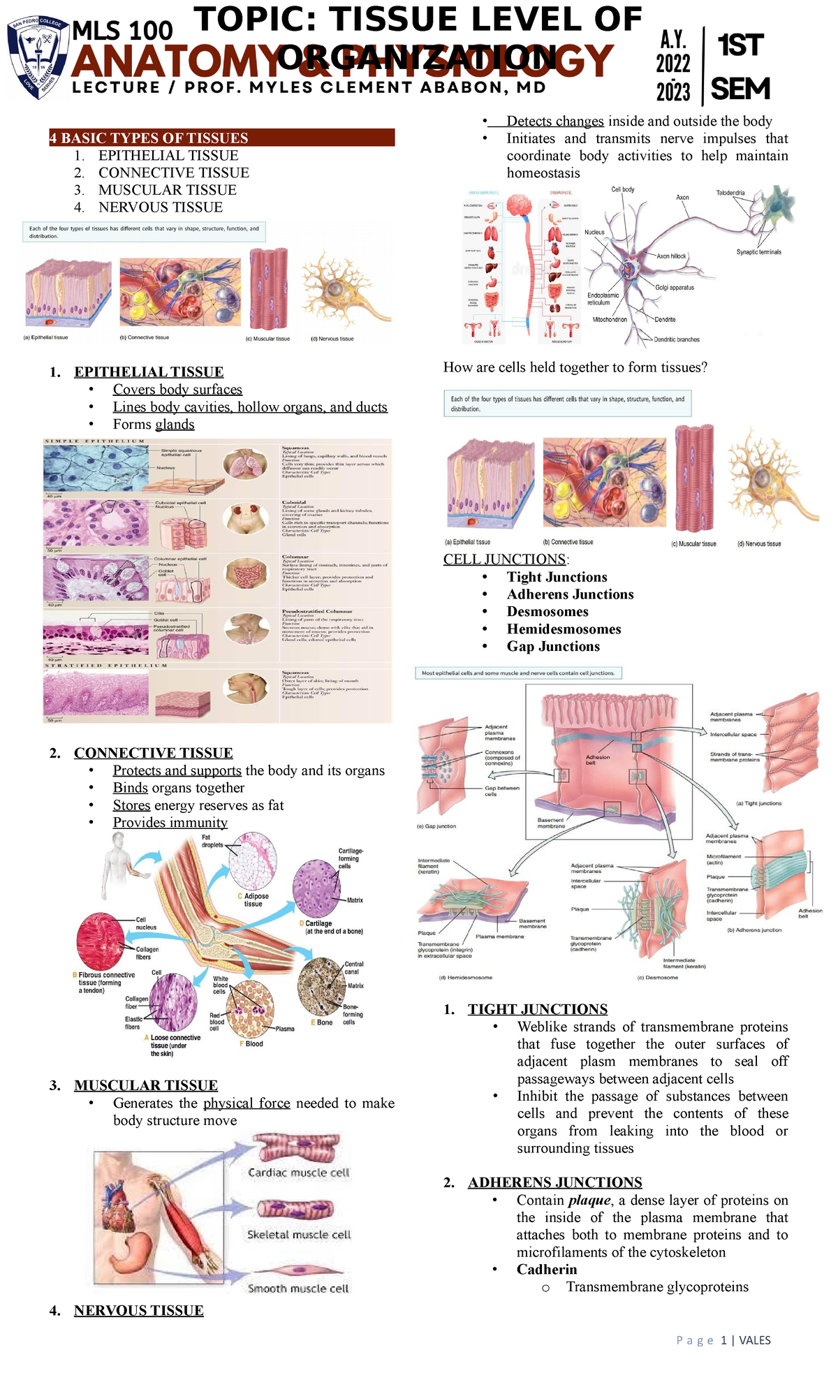 Tissue Level of Organization {MLS 100-LEC] Transes - TOPIC: TISSUE ...