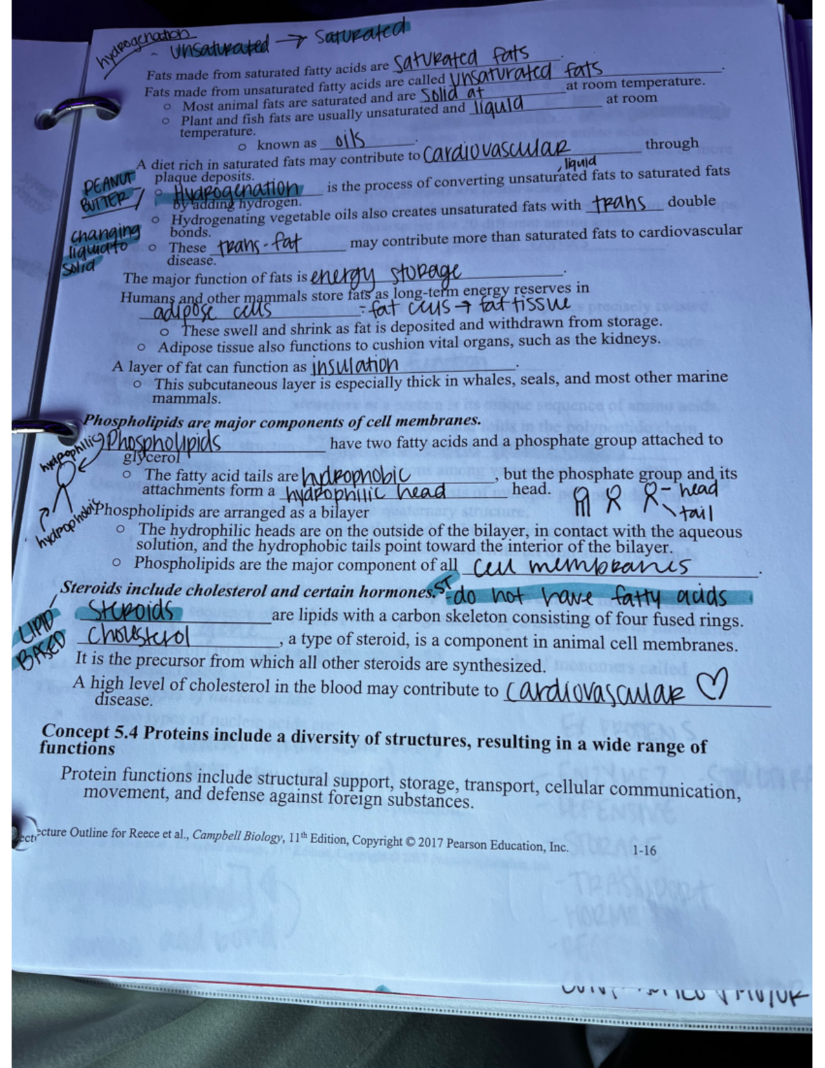 12 - biology lecture notes - BIO1134 - Studocu