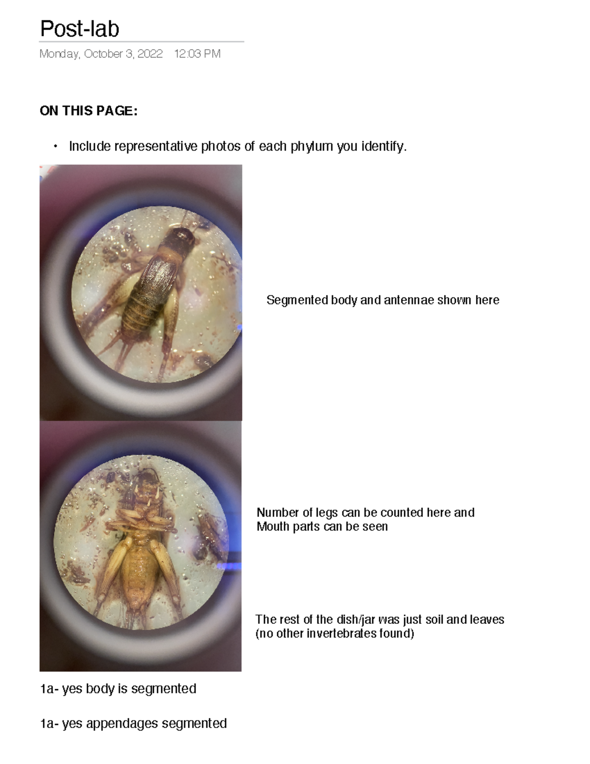 Invertebrate post lab - Full work shown for a lab assignment along with ...