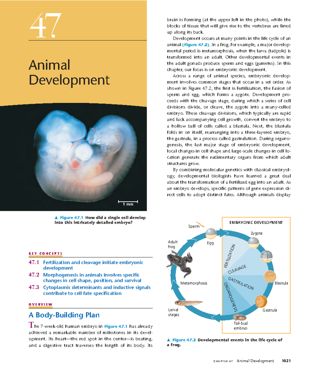 Animal Development - Figure 47 did a single cell develop into this ...