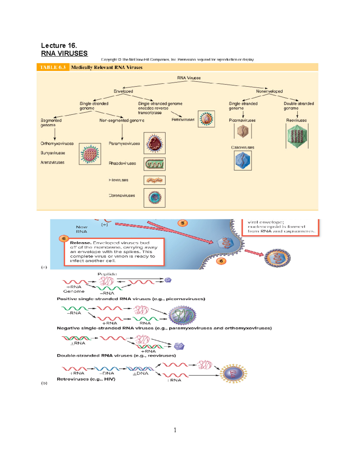 Lecture 16 handout - Matthew Jennings - Lecture 16. RNA VIRUSES Common ...