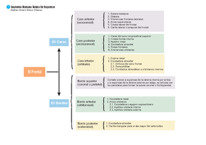 Reflejos patológicos - Reflejos patológicos De la cabeza: Reflejo de ...